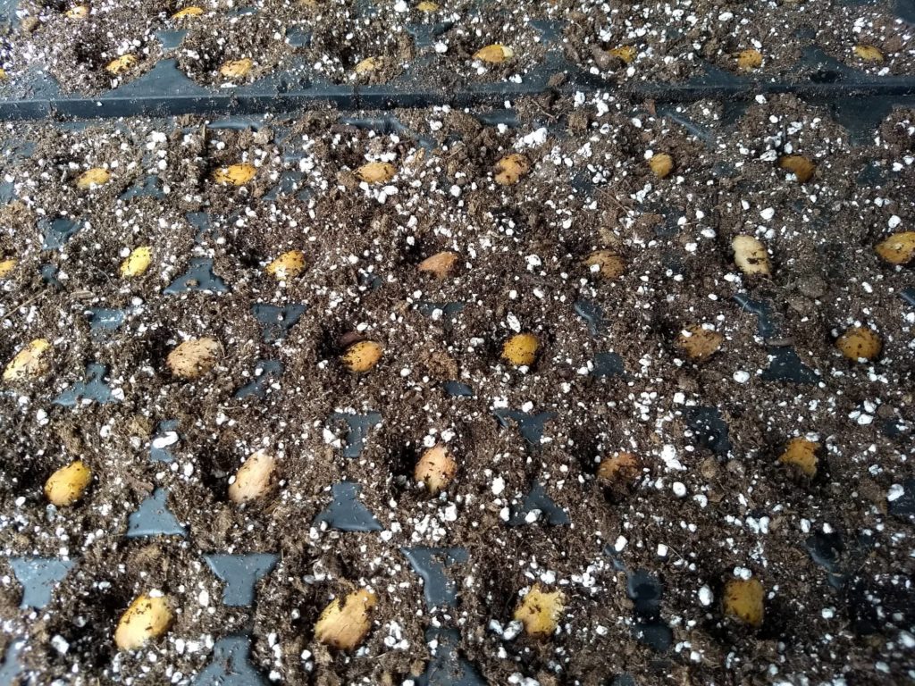 Propagation of Cacao Trees From Seed – Montoso Gardens