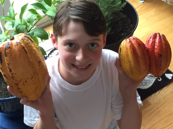Propagation of Cacao Trees From Seed – Montoso Gardens